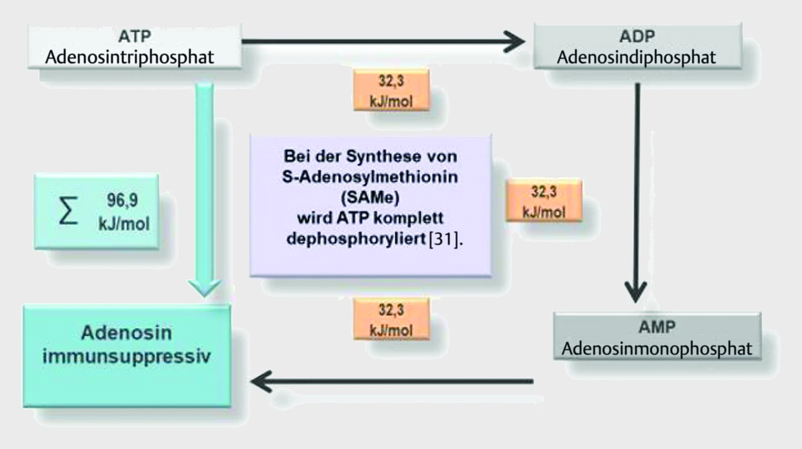 Mitochondrien – Funktion und funktionelle Störungen – Natürlich