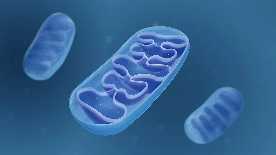 Mitochondrien – Funktion und funktionelle Störungen – Natürlich