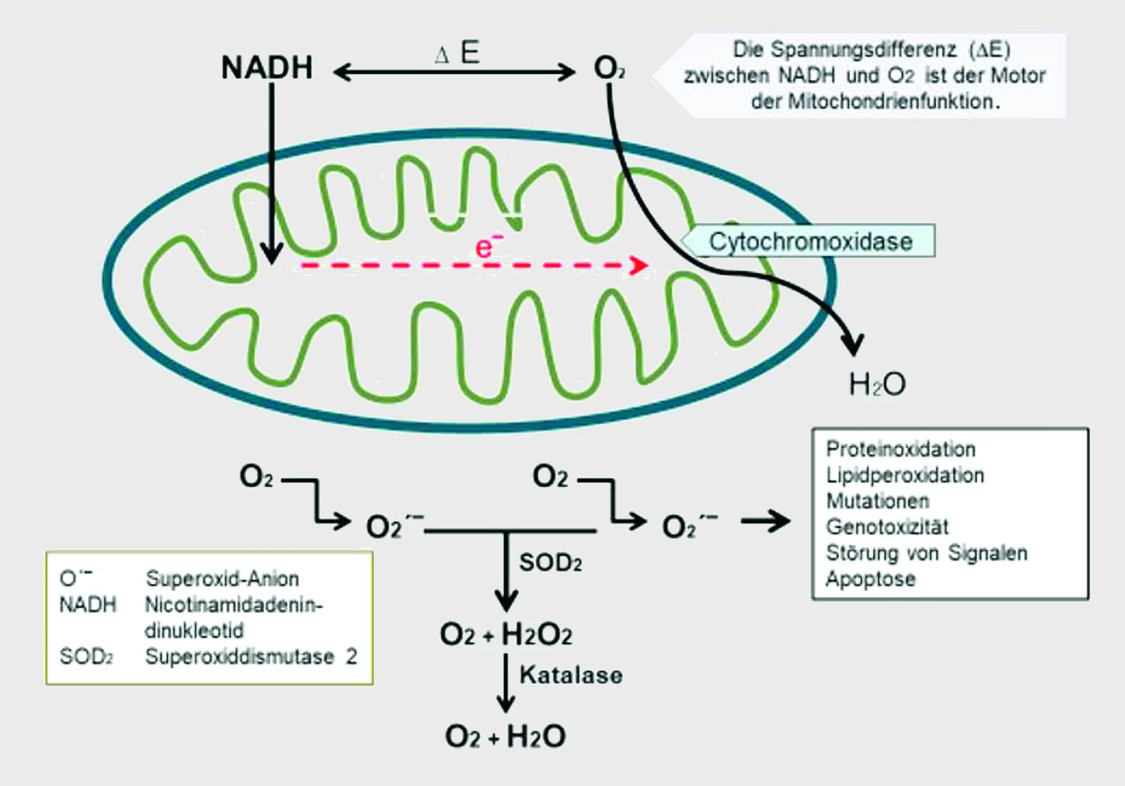 Mitochondrien – Funktion und funktionelle Störungen – Natürlich